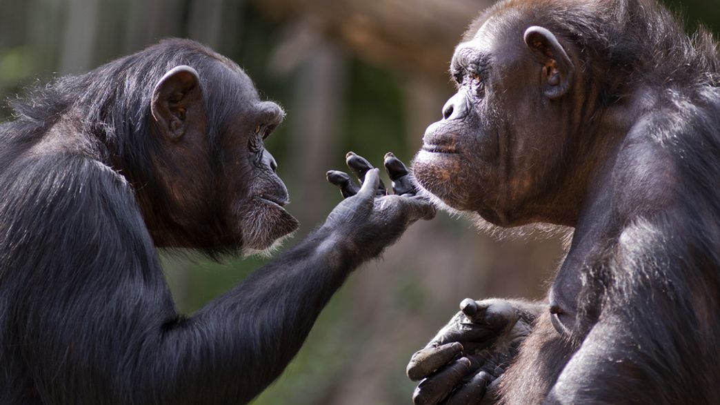 Chimpanzees Found To Recognize Butts In The Same Way They Recognize ...