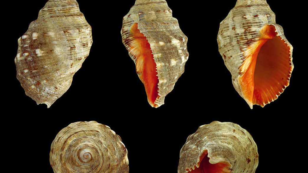 A Shellfish Species Used To Dye Ancient Royal Robes Has Disappeared ...