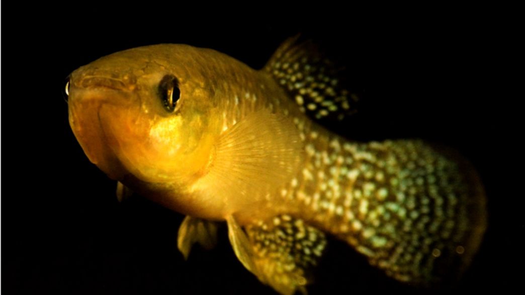 This Fish Can Survive Crazy Levels Of Pollution Thanks To Rapid ...