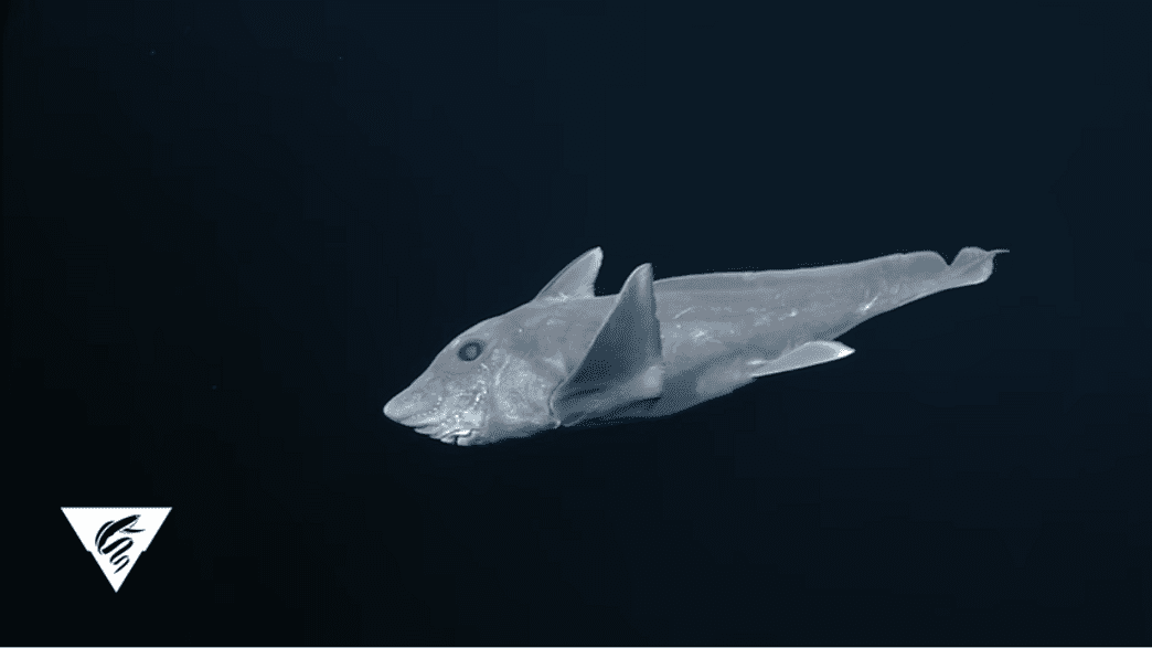 Deep-Sea Ghost Shark Caught On Camera For The First Time | IFLScience