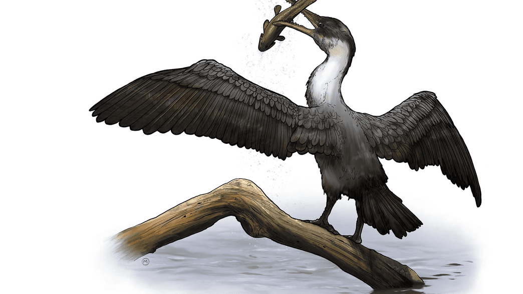 Ancient Bird Fossils Reveal What The Arctic May Have Looked Like 90 ...