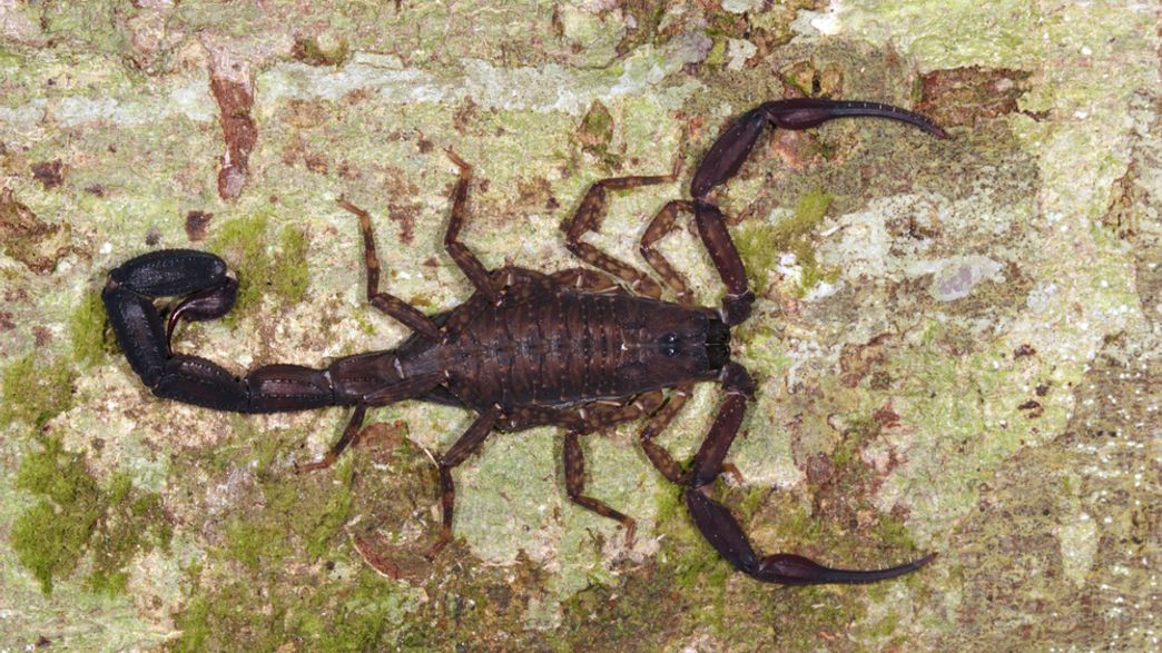 Escaped Guatemalan Scorpion Leaps Out Of Bag On British Train | IFLScience