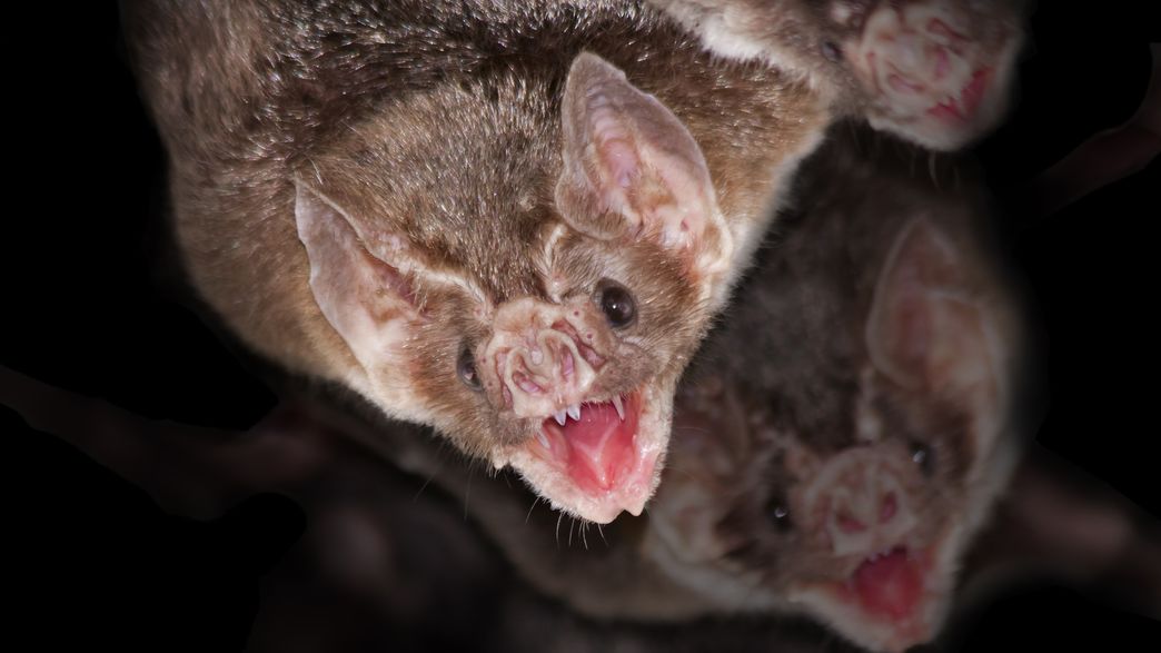 Brazilian Vampire Bats Are Now Feasting On Human Blood | IFLScience