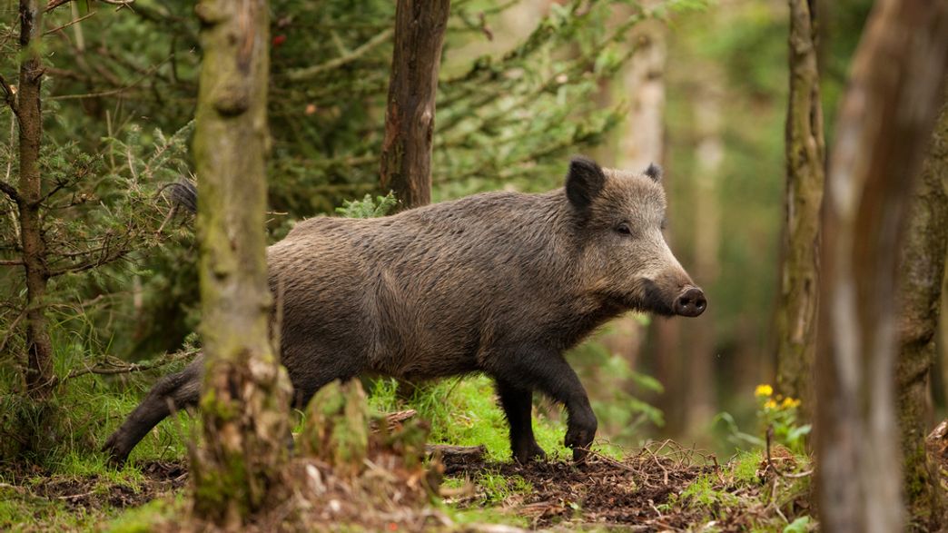 Wild Boar In The Czech Republic Are Still Radioactive 30 Years After ...