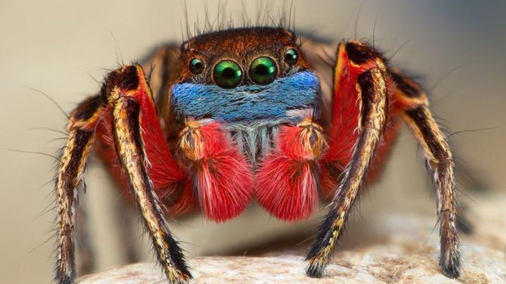 Unlike Most Other Arachnids, Majestic Jumping Spiders Can See In Color ...