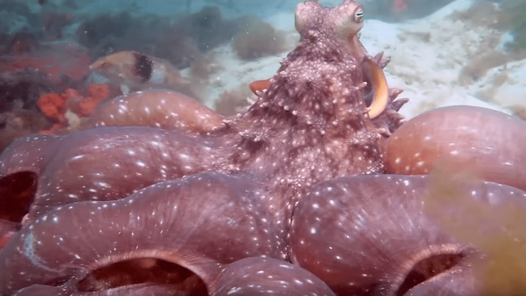 Video Shows Octopus Puffing Itself Up Like A Balloon | IFLScience