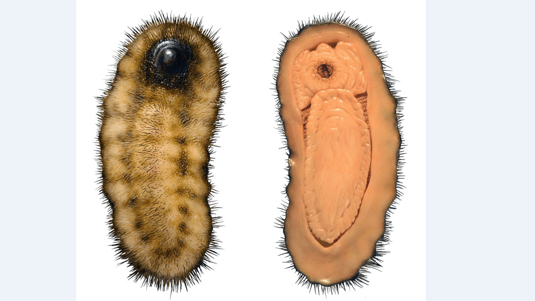 Bizarre-Looking Hairy Slug Fossil May Be The Ancestor To Snails, Clams ...