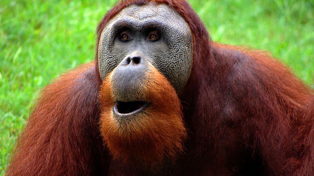 Orangutan "Kiss Squeaks" Could Give Insight Into Evolution Of Human ...