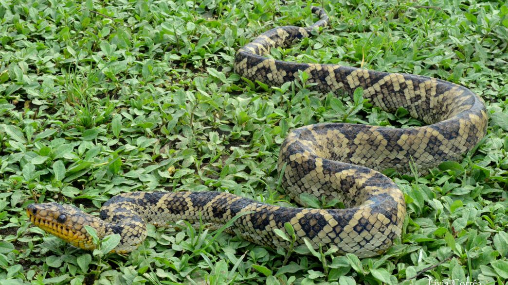 World's Rarest Boa Seen For The First Time In Over 60 Years | IFLScience