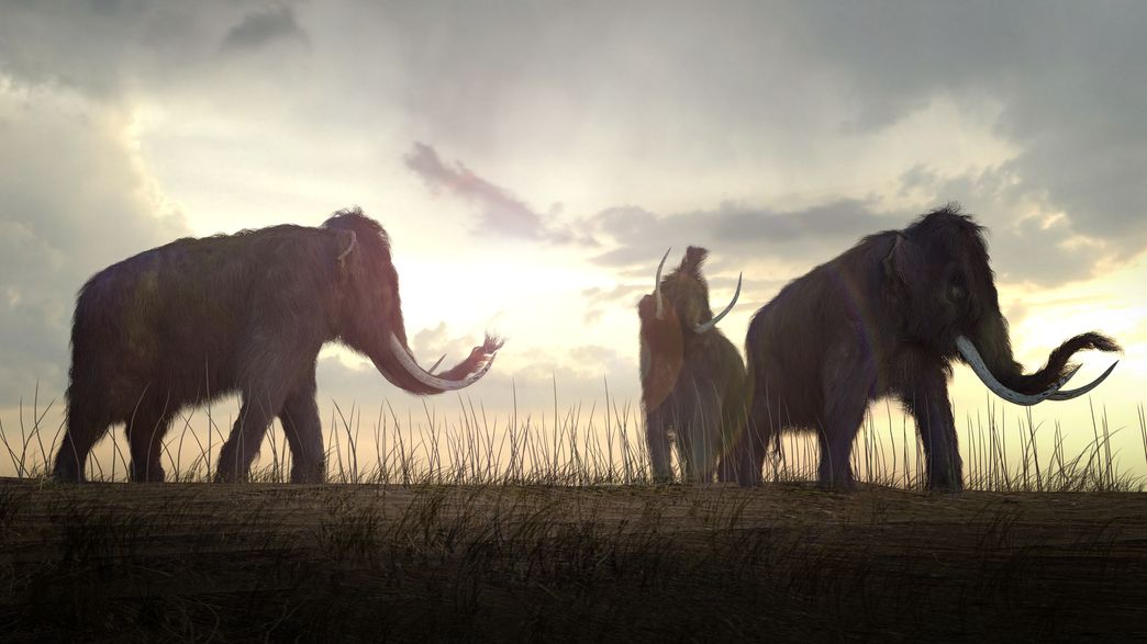CRISPR Scientists Are Bringing Woolly Mammoths Back From The Dead ...
