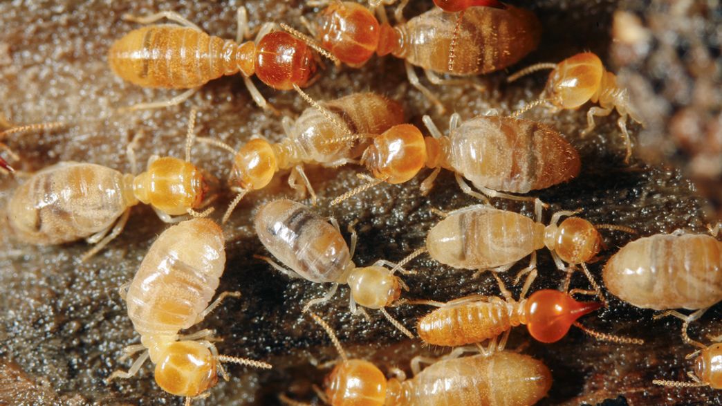Blind Termites Tiptoe Past Watchful Ants | IFLScience