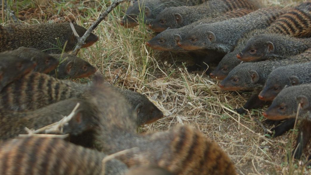 The Violent World Of Mongoose Gang Wars | IFLScience