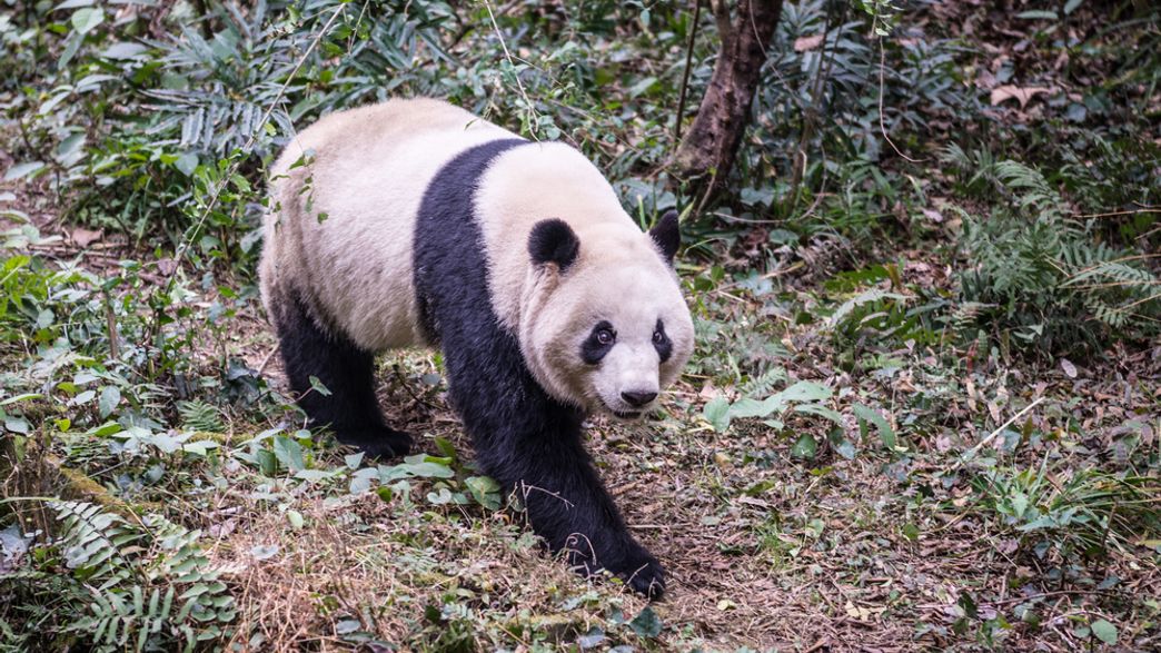 Why Are Pandas Black And White? | IFLScience