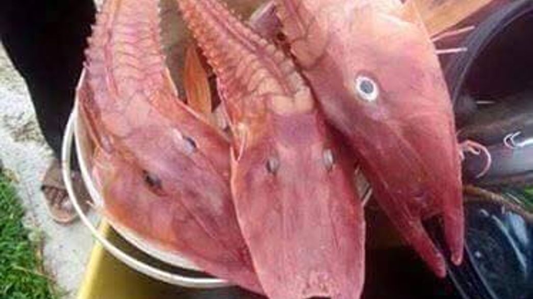 What The Hell Is This Prehistoric-Looking Prawn Fish? | IFLScience