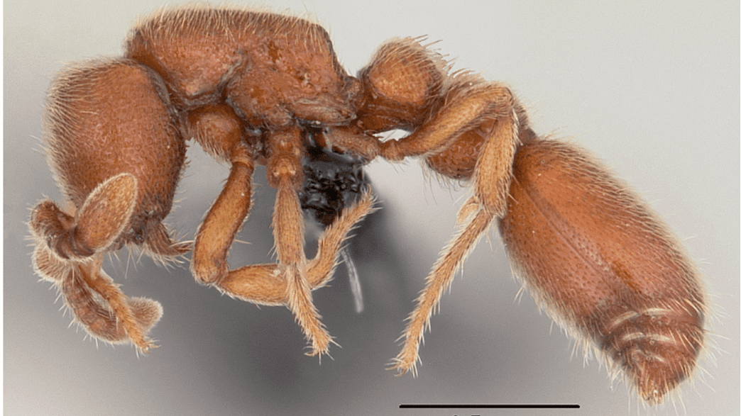 Researchers Have Created The World's First Genetically Modified Ants ...