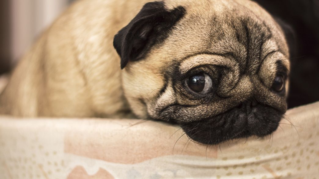 Your Pet Is Actually A Sneaky Master Of Doggie Deception | IFLScience