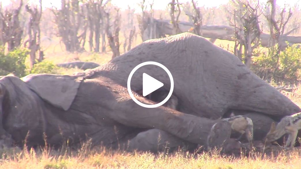 Check Out What Comes Crawling Out Of This Elephant | IFLScience