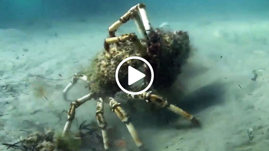 Epic Crab Battle Caught On Camera | IFLScience