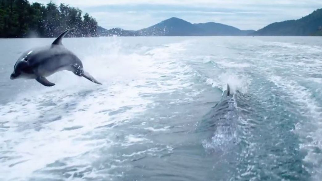 A Dolphin Pod Put On Quite A Show In This Stunning Footage | IFLScience