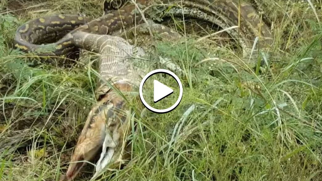 Python Bites Off More Than It Can Chew, And Vomits Up Entire Deer ...