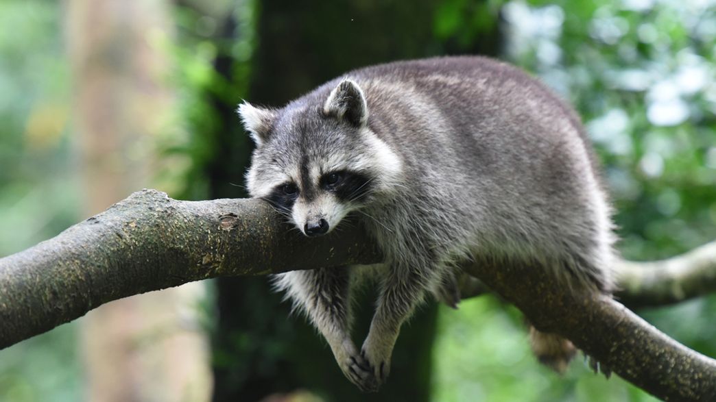 Traumatized Russian Raccoon In Erotic Video Scandal | IFLScience