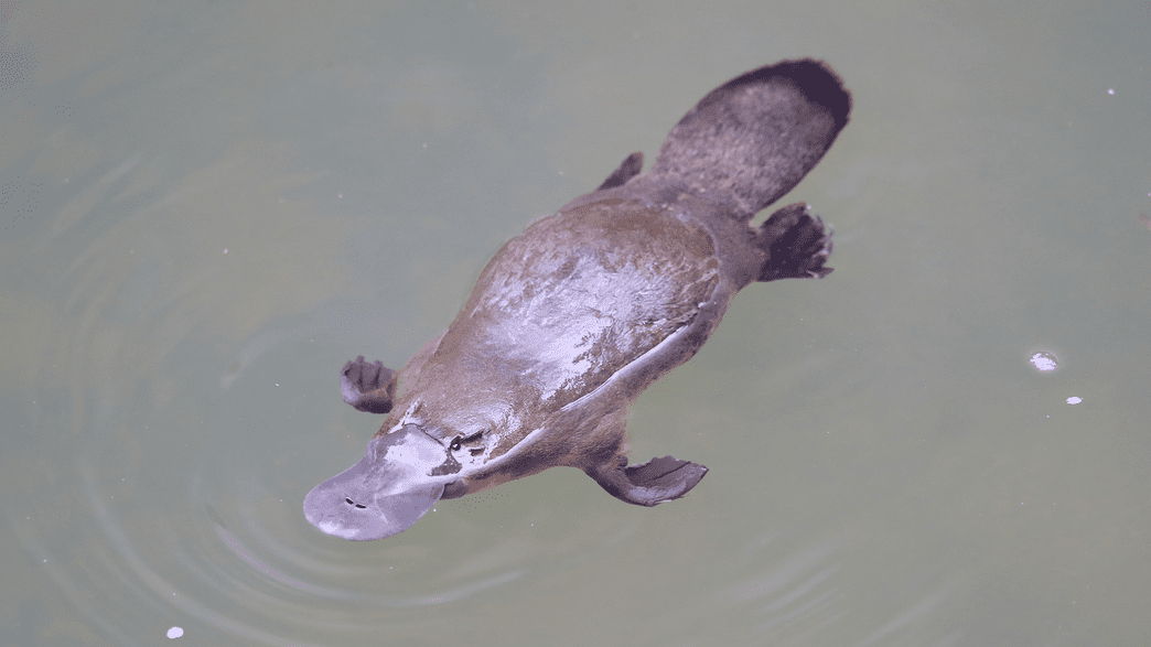 This Platypus Scratching Itself Is The Cutest Thing You'll See All Day ...