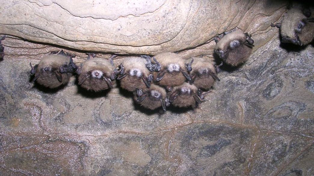 Deadly Syndrome That Gives Bats A White Mustache Is Spreading Across ...