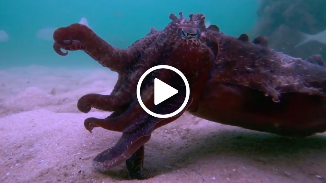 Mindblowing Footage of Cuttlefish Hunting and Eating | IFLScience