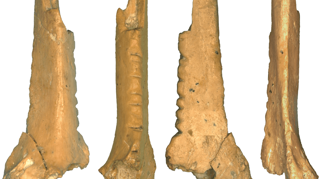 40,000-Year-Old Raven Bone Carving Suggests Neanderthals Were Artists ...