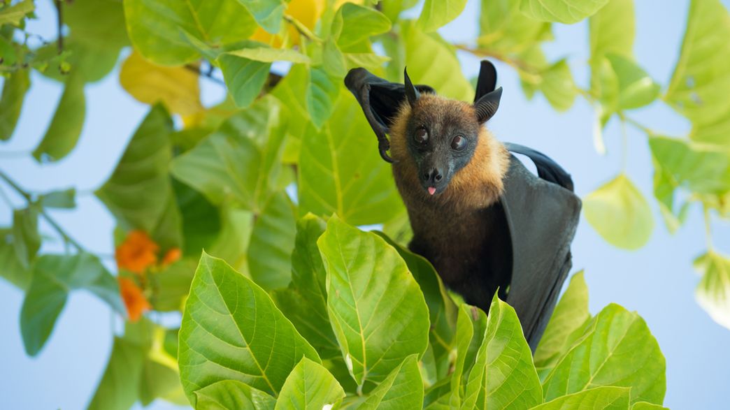Half Of All Flying Fox Species Are At Risk Of Extinction | IFLScience