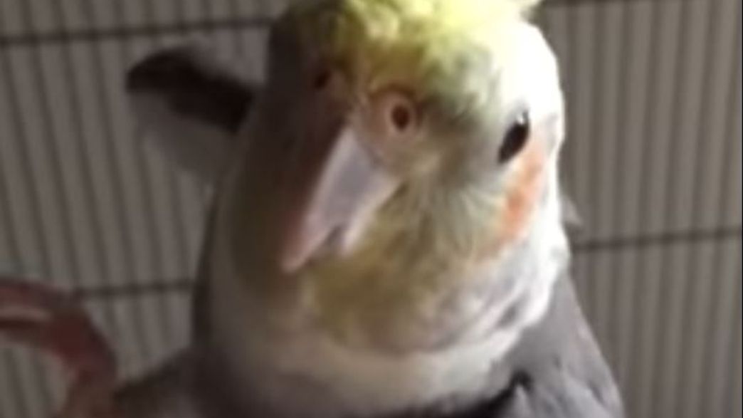 Coco The Cockatiel Can Sing Opera Better Than You Can | IFLScience
