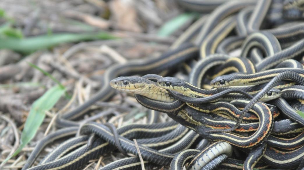 Male Garter Snakes Enjoy Orgies So Much They Will Almost Die For Them ...