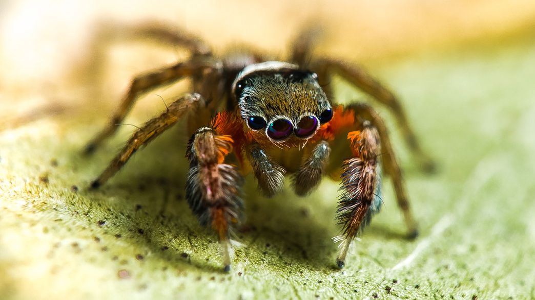 Over 50 New Spider Species Discovered In Two Weeks By Australian ...