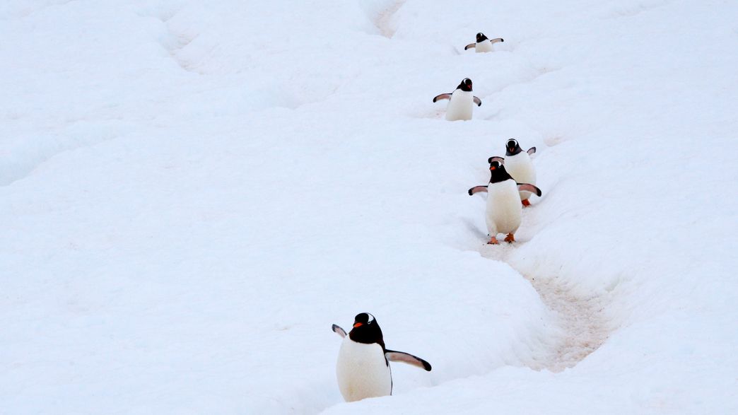 Ancient Poop Reveals The Murderous Saga Of Penguins And Volcanoes ...