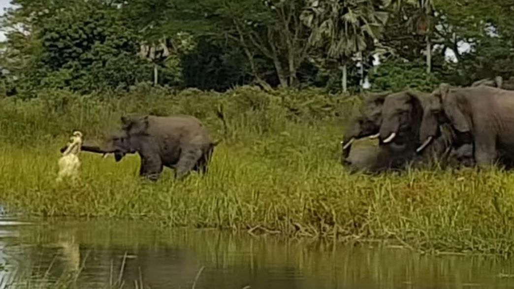 Crocodile Plays Tug-Of-War With Elephant's Trunk | IFLScience