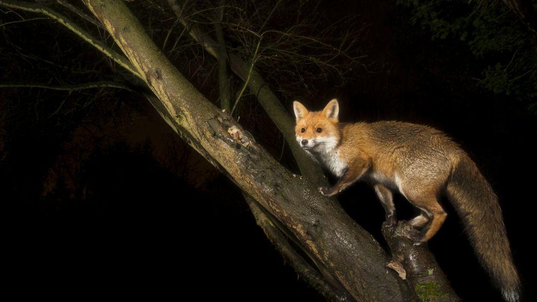 Genetics Used To Pinpoint When Early Mammals Became Nocturnal | IFLScience