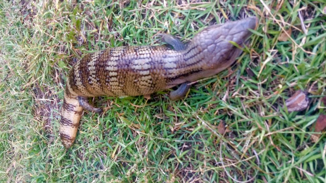 CPR Saves Drowning Blue-Tongue Lizard | IFLScience