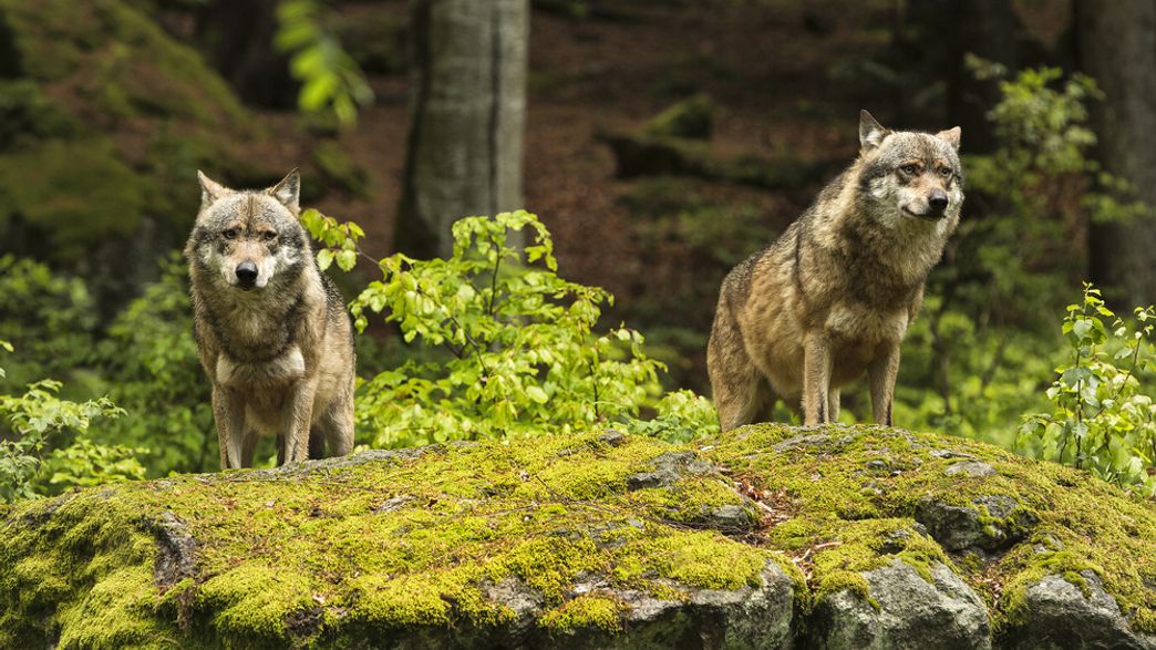 Denmark Has A Wild Wolf Pack For The First Time In 200 Years | IFLScience