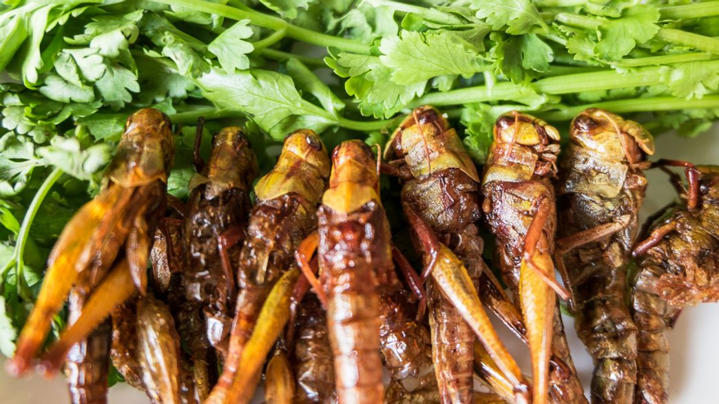 Forget Lab-Grown Meat, Eating Insects Is Best For The Planet | IFLScience