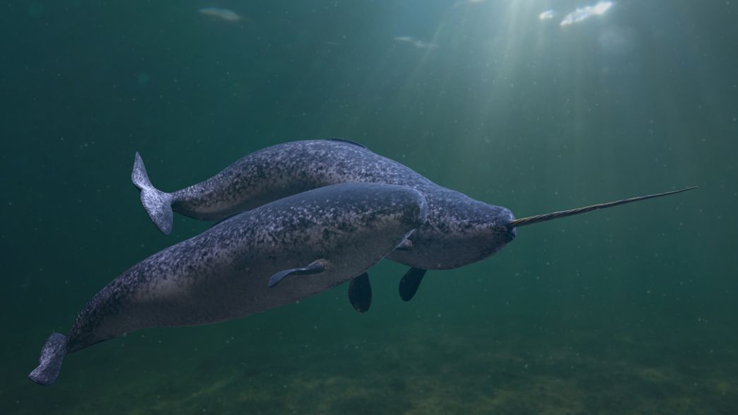 Spectacular Footage Of Narwhals Reveals The True Purpose Of Their Tusks | IFLScience