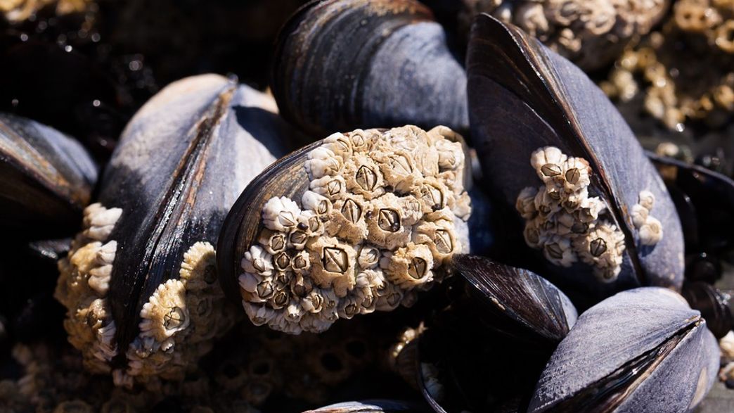 Protein From Mussel Glue Used To Help Prevent Scarring | IFLScience