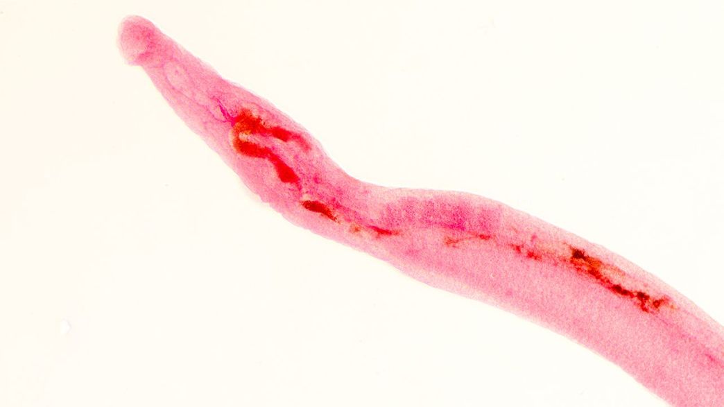 Scientists Use Snail Genomics To Fight Deadly Parasitic Disease ...