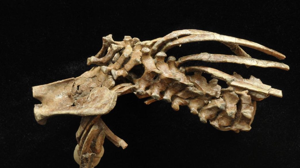 Australopithecus Fossil Shows Some Spine And Reveals How Ours Evolved ...