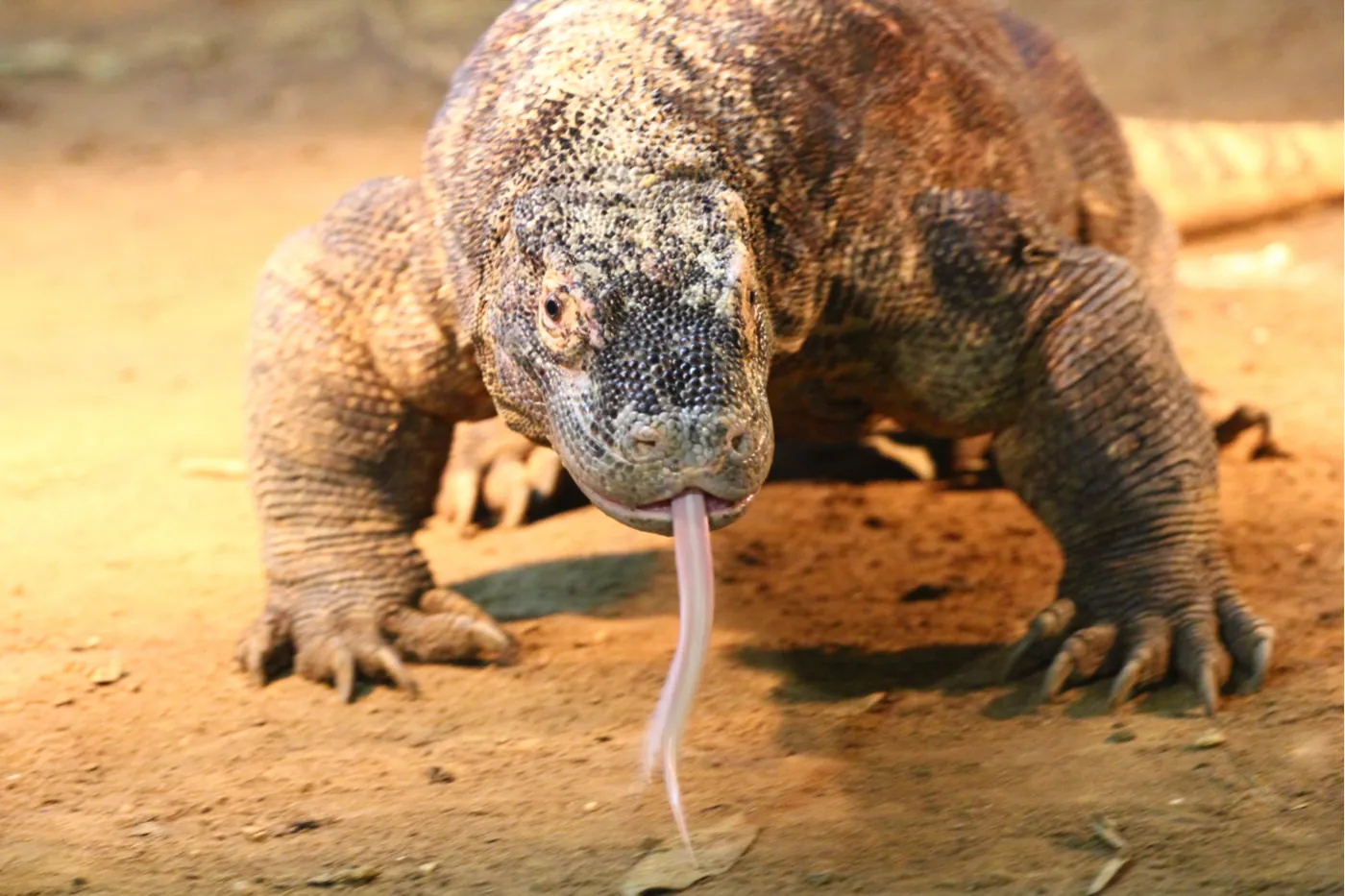 Komodo Dragon Ancestors