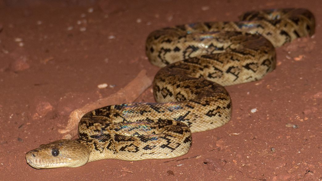 Snakes In Cuba Found To Coordinate Hanging From Cave Mouths To Group ...