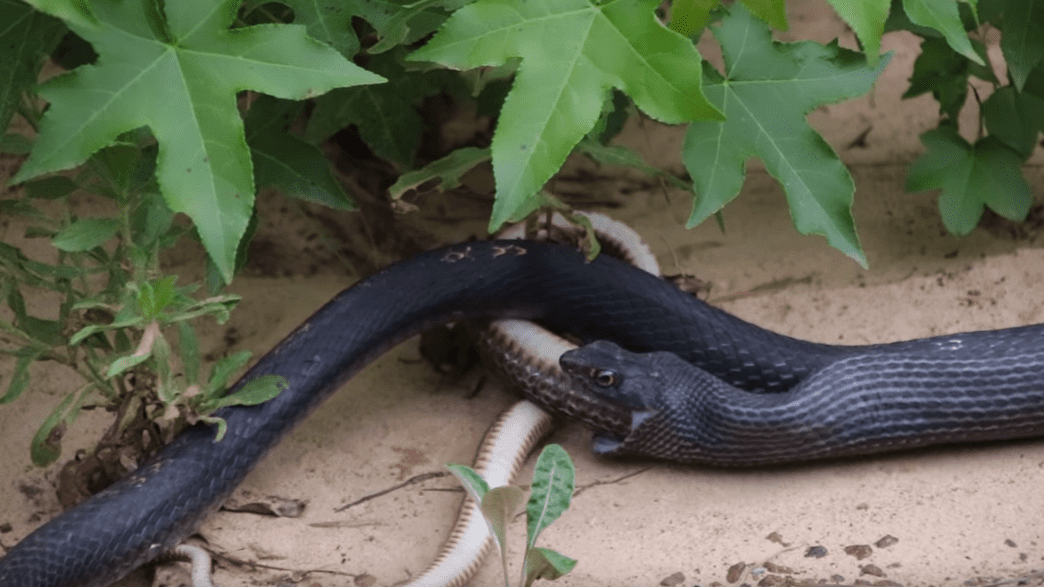 Watch: Snake Vomits Up Another LIVE SNAKE After Being Startled | IFLScience