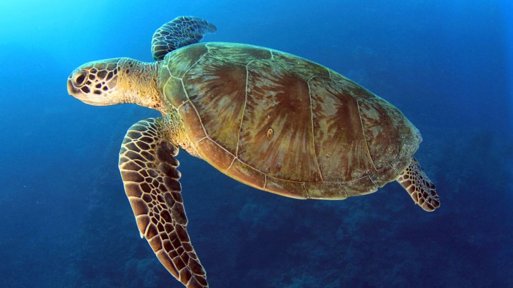 Human Medicine And Agricultural Chemicals Found In The Blood Of Turtles ...