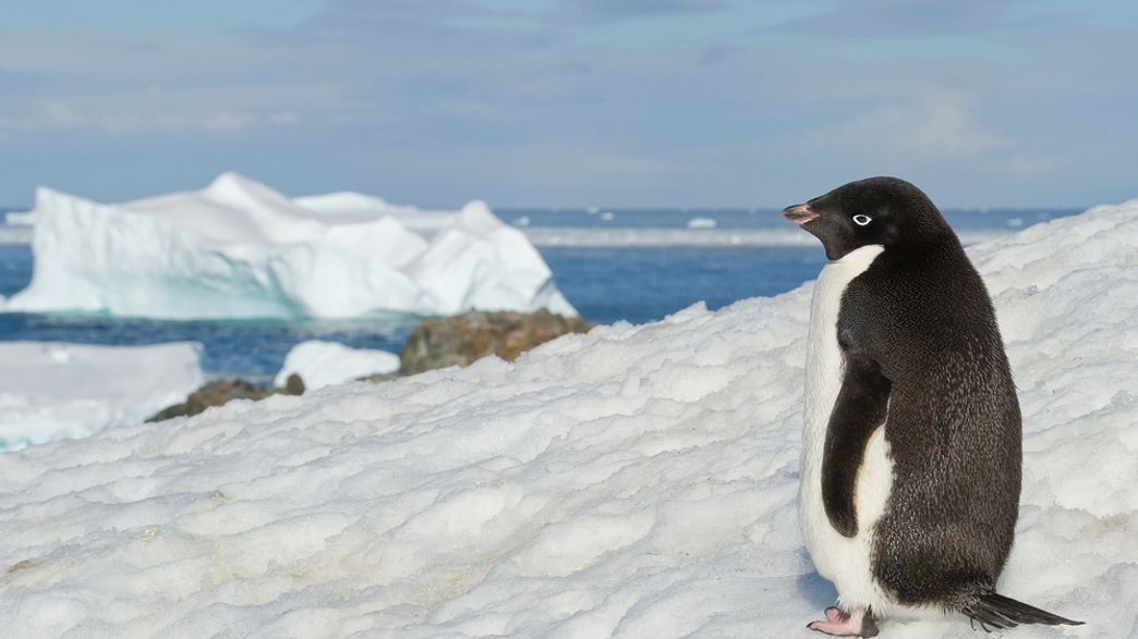 Scientists Track Penguins From Space By Their Poop | IFLScience