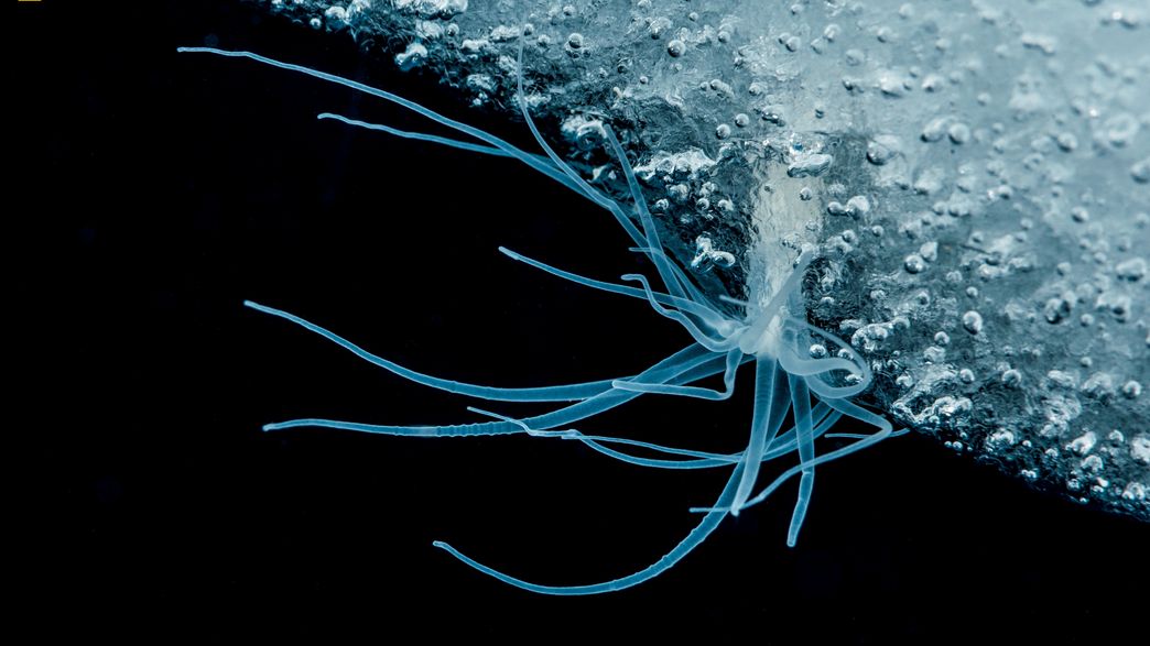 Life Beneath Antarctica Captured In Dramatic Images By Daring Biologist ...