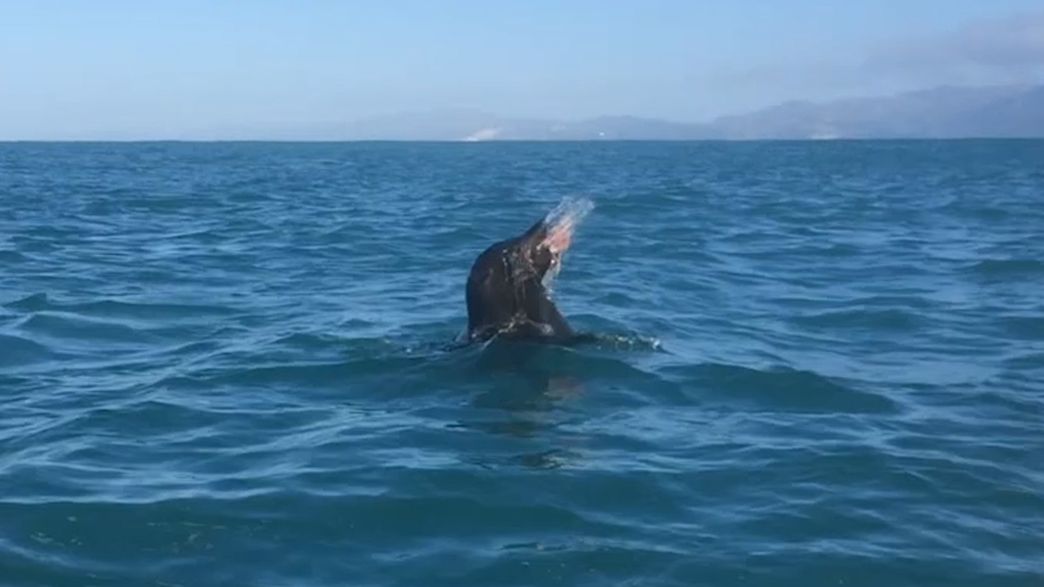 Brutal And Epic Seal Vs Octopus Battle Caught On Film | IFLScience